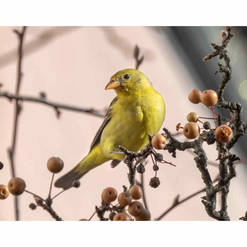 15 Astounding Birds with Yellow Heads with Pictures! (Backyard Friendly)