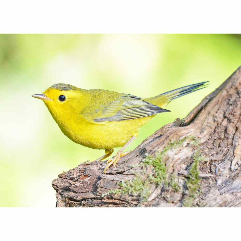 15 Astounding Birds with Yellow Heads with Pictures! (Backyard Friendly)