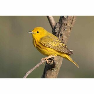 15 Astounding Birds with Yellow Heads with Pictures! (Backyard Friendly)