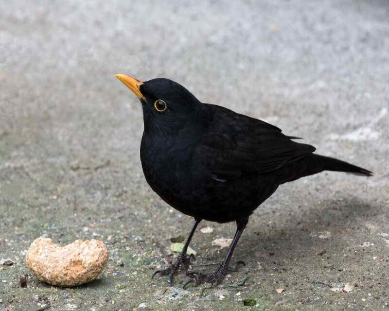 Have You Seen A Black Bird With Yellow Beak This Is It