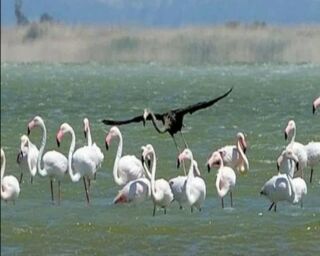 Beautiful & Rare Black Flamingo: It's One in A Billion!