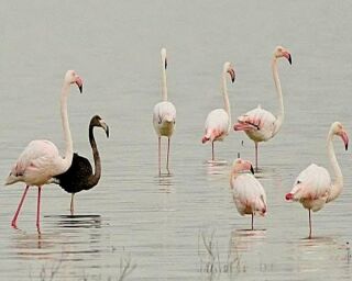 Beautiful & Rare Black Flamingo: It's One in A Billion!
