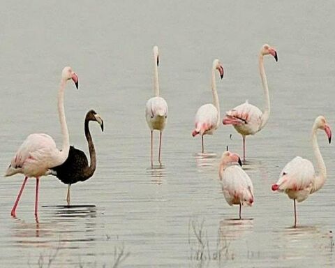 Beautiful & Rare Black Flamingo: It's One in A Billion!