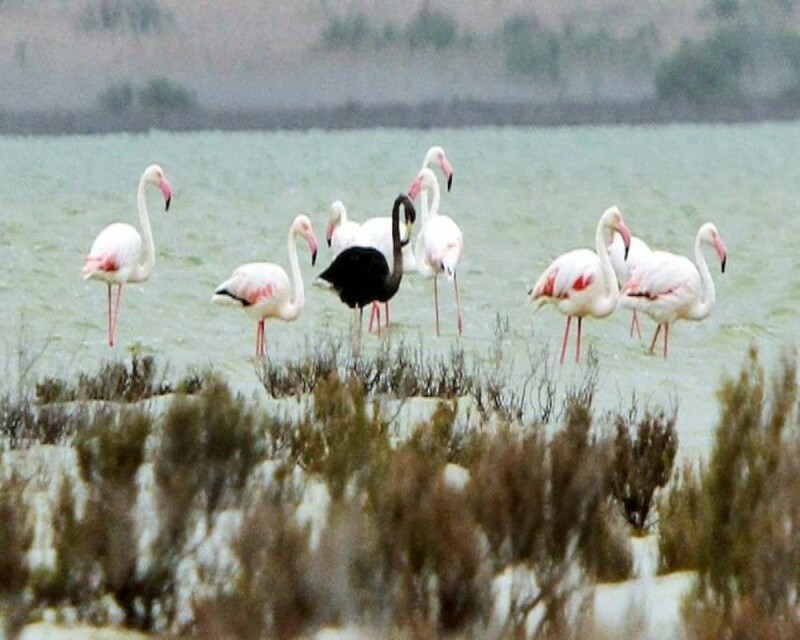 Beautiful & Rare Black Flamingo: It's One in A Billion!