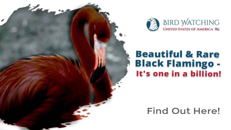 The 7 Most Rare Flamingos Ever: Black, Green, Albino, Blue?