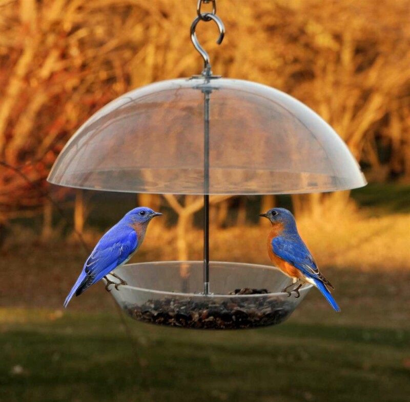 Have you seen a Blue Bird? This is what it Really Means!