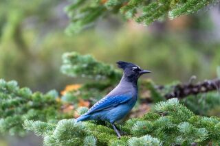 Have you seen a Blue Bird? This is what it Really Means!
