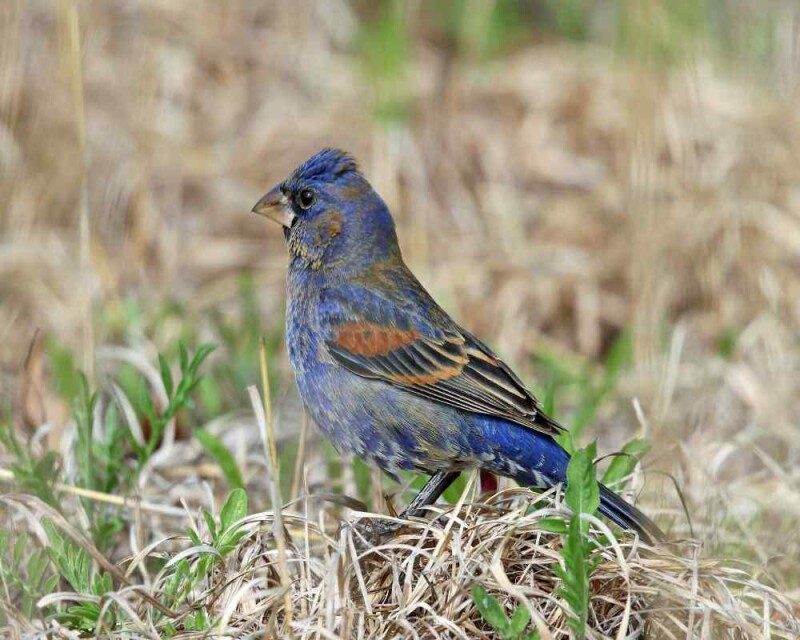 Blue Bird That Looks Like a Cardinal? This Is the One