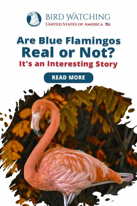 Beautiful & Rare Black Flamingo: It's One in A Billion!