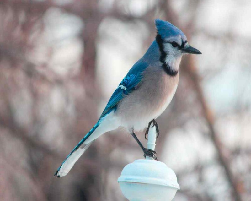 Can You Keep Blue Jay as A Pet? It’s Illegal in the US!