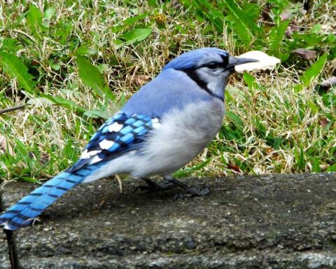 Can You Keep Blue Jay as A Pet? It’s Illegal in the US!