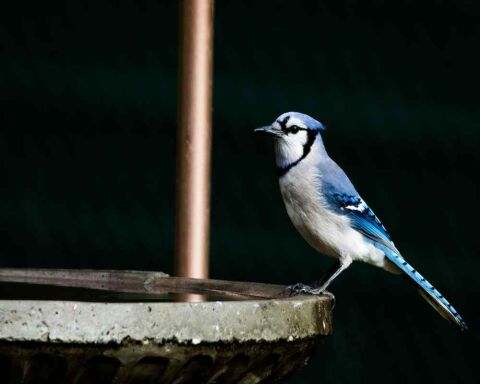 Can You Keep Blue Jay as A Pet? It’s Illegal in the US!