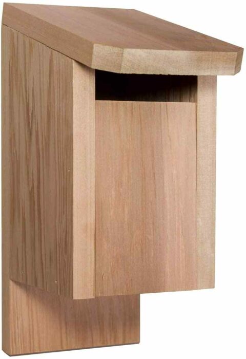 38 Amazing Blue Jay Facts You Probably Didn't Know (2021)