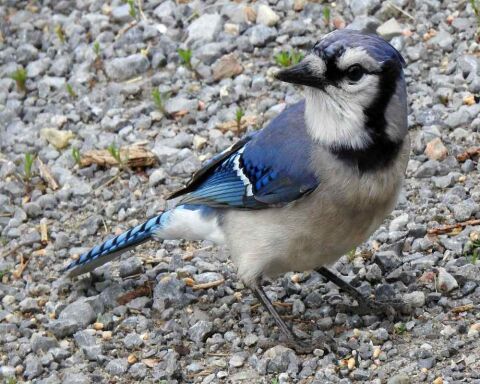 38 Amazing Blue Jay Facts You Probably Didn't Know (2021)