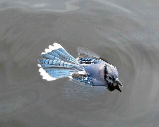 38 Amazing Blue Jay Facts You Probably Didn't Know (2021)