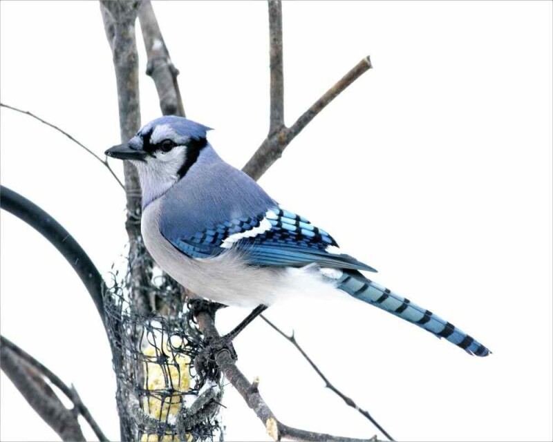 38 Amazing Blue Jay Facts You Probably Didn't Know (2021)