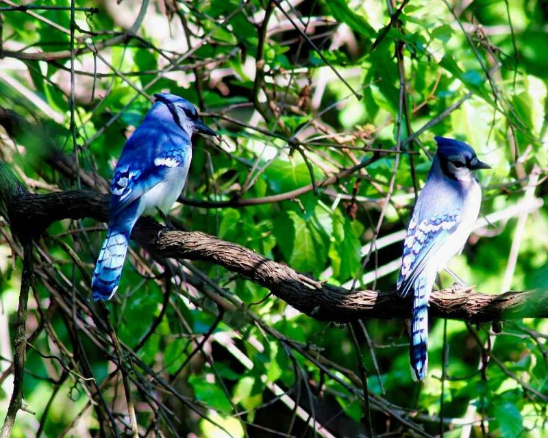 38 Amazing Blue Jay Facts You Probably Didn't Know (2021)