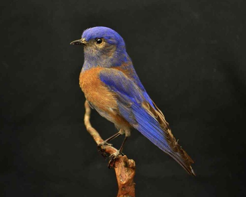 30 Amazing Bluebird Facts You Probably Didn't Know (2021)
