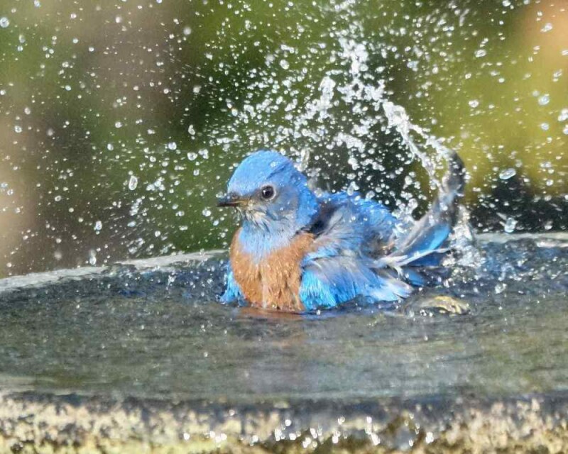 30 Amazing Bluebird Facts You Probably Didn't Know (2021)