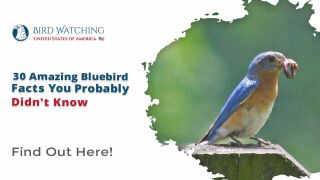 30 Amazing Bluebird Facts You Probably Didn't Know (2021)