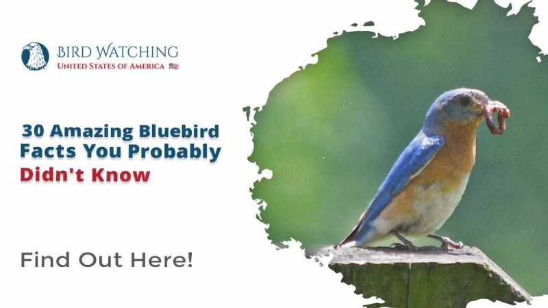 30 Amazing Bluebird Facts You Probably Didn't Know (2021)