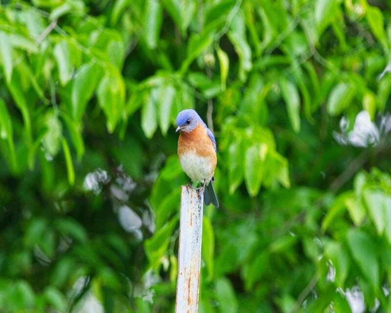 Seen A Bluebird? This Is What It Means In 6 Cultures