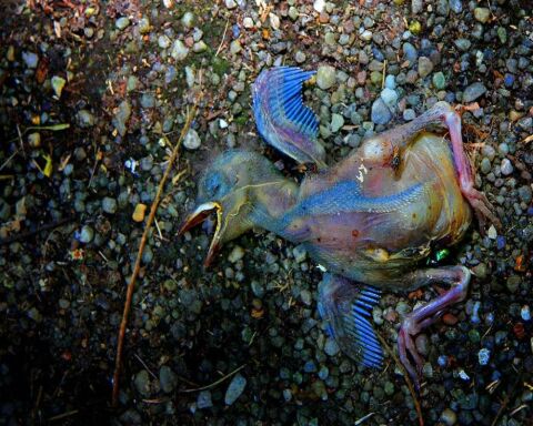 Seen A Bluebird? This Is What It Means In 6 Cultures