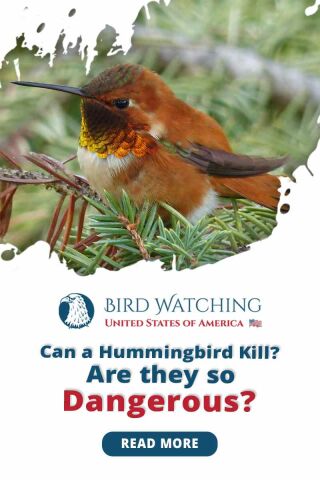 Hummingbird Hunters – List Of All 18 Hummingbird Predators