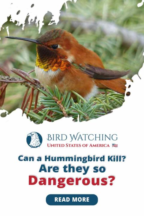 Hummingbird Hunters – List Of All 18 Hummingbird Predators