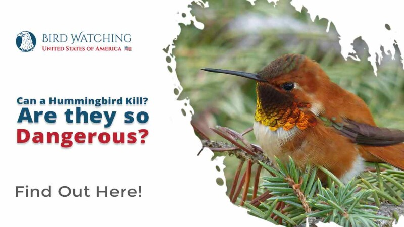 Hummingbird Hunters – List Of All 18 Hummingbird Predators