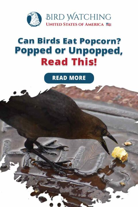 Can Birds Eat Popcorn? Popped or Unpopped? Read This!