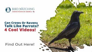 Why Do Crows Crow? This Is Why They Gather and Make Noise