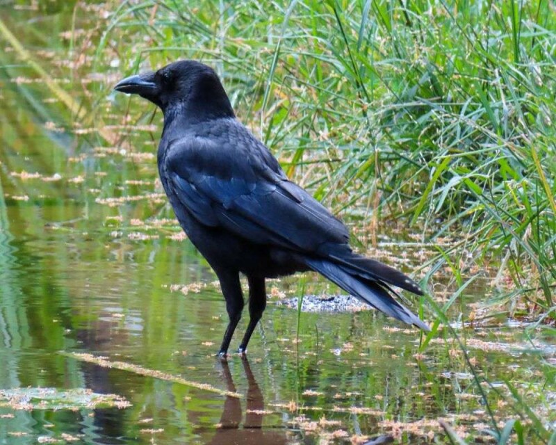 Can Crows Swim Or Float? Cool Video Proof