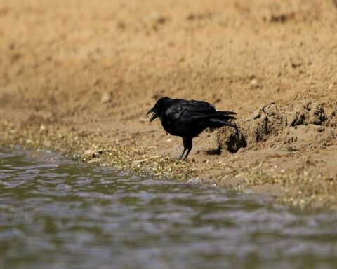 Can Crows Swim Or Float? Cool Video Proof