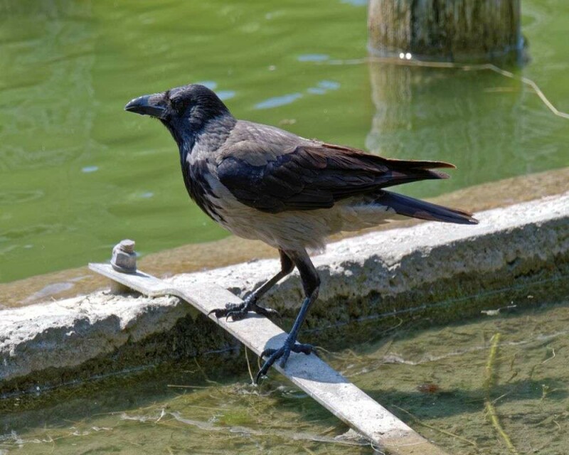 Can Crows Swim Or Float? Cool Video Proof