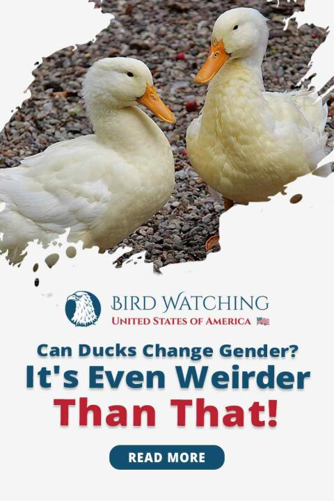Can Ducks Change Gender It s Even Weirder Than That can-ducks-change-gender-it-s-even-weirder-than-that