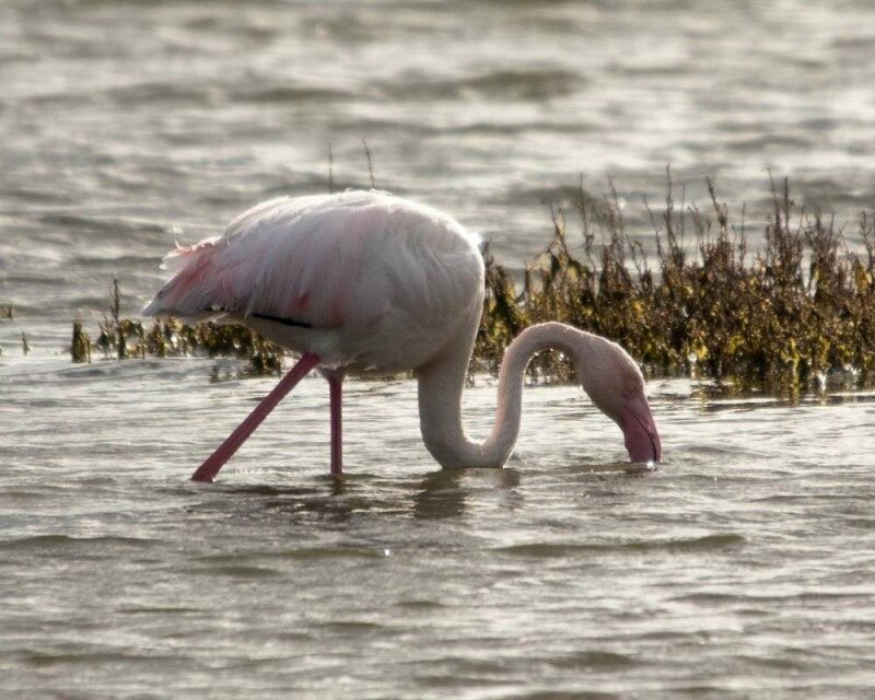 Can Flamingos Fly? Height, Speed, & 30 More Fun Facts!