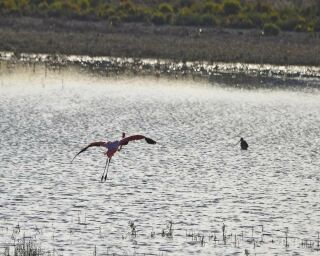 Can Flamingos Fly? Height, Speed, & 30 More Fun Facts!