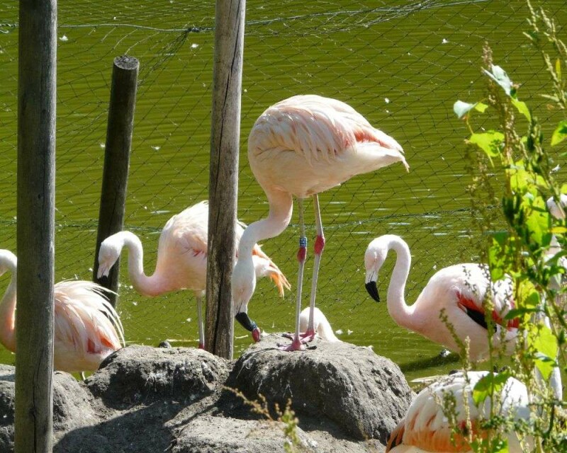 Can Flamingos Fly? Height, Speed, & 30 More Fun Facts!