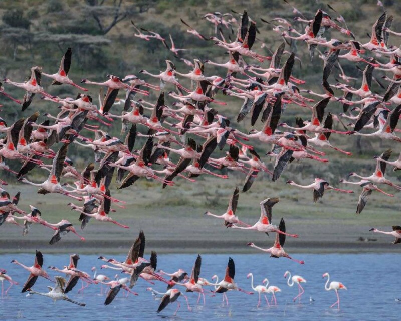 Can Flamingos Fly? Height, Speed, & 30 More Fun Facts!