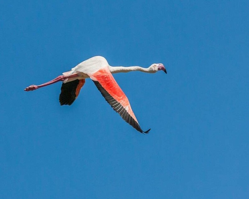 Can Flamingos Fly? Height, Speed, & 30 More Fun Facts!