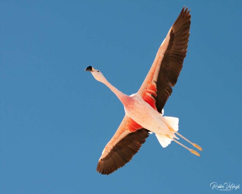 Can Flamingos Fly? Height, Speed, & 30 More Fun Facts!