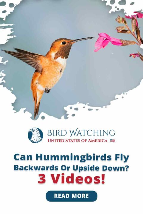 Do Hummingbirds Stop Flying? They Do, But They Don't Die!
