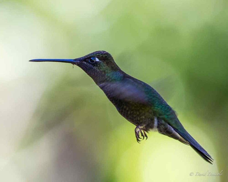 Can Hummingbirds Fly Backwards Or Upside Down? 3 Videos!
