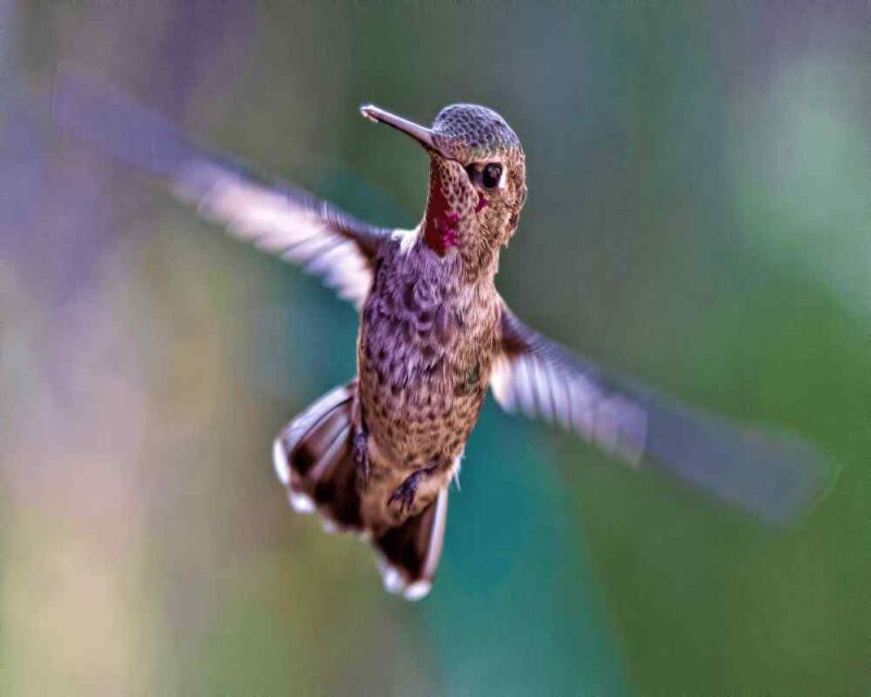 Can Hummingbirds Fly Backwards Or Upside Down? 3 Videos!