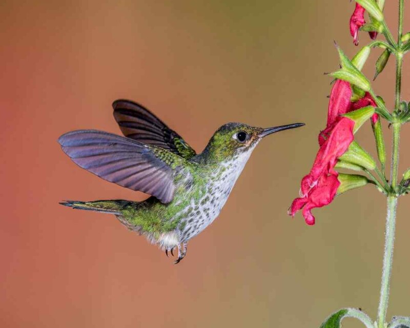 Can Hummingbirds Fly Backwards Or Upside Down? 3 Videos!