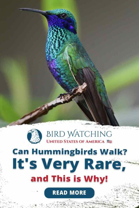 Can Hummingbirds Walk? It's Very Rare, and This is Why!