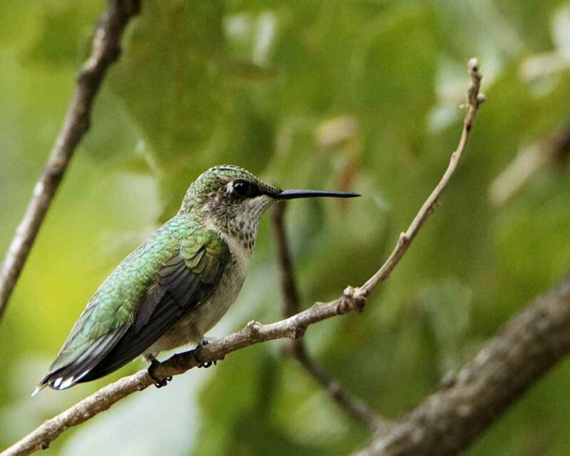 Can Hummingbirds Walk? It's Very Rare, and This is Why!