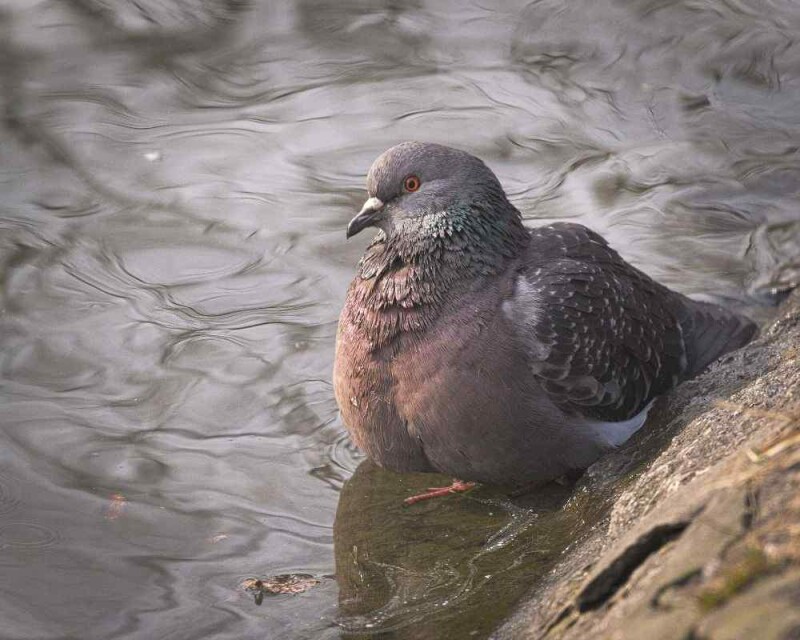 Can Pigeons Swim? Will A Pigeon Die If It Falls On Water?