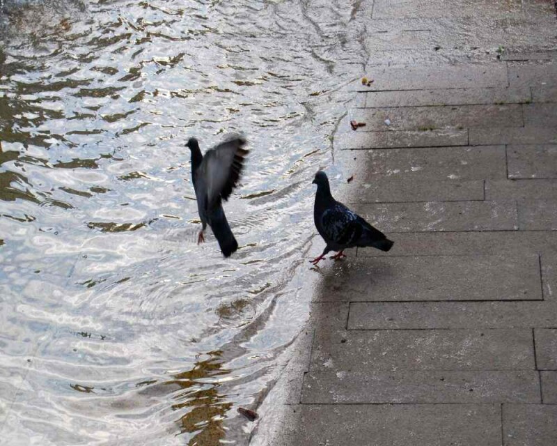Can Pigeons Swim? Will A Pigeon Die If It Falls On Water?